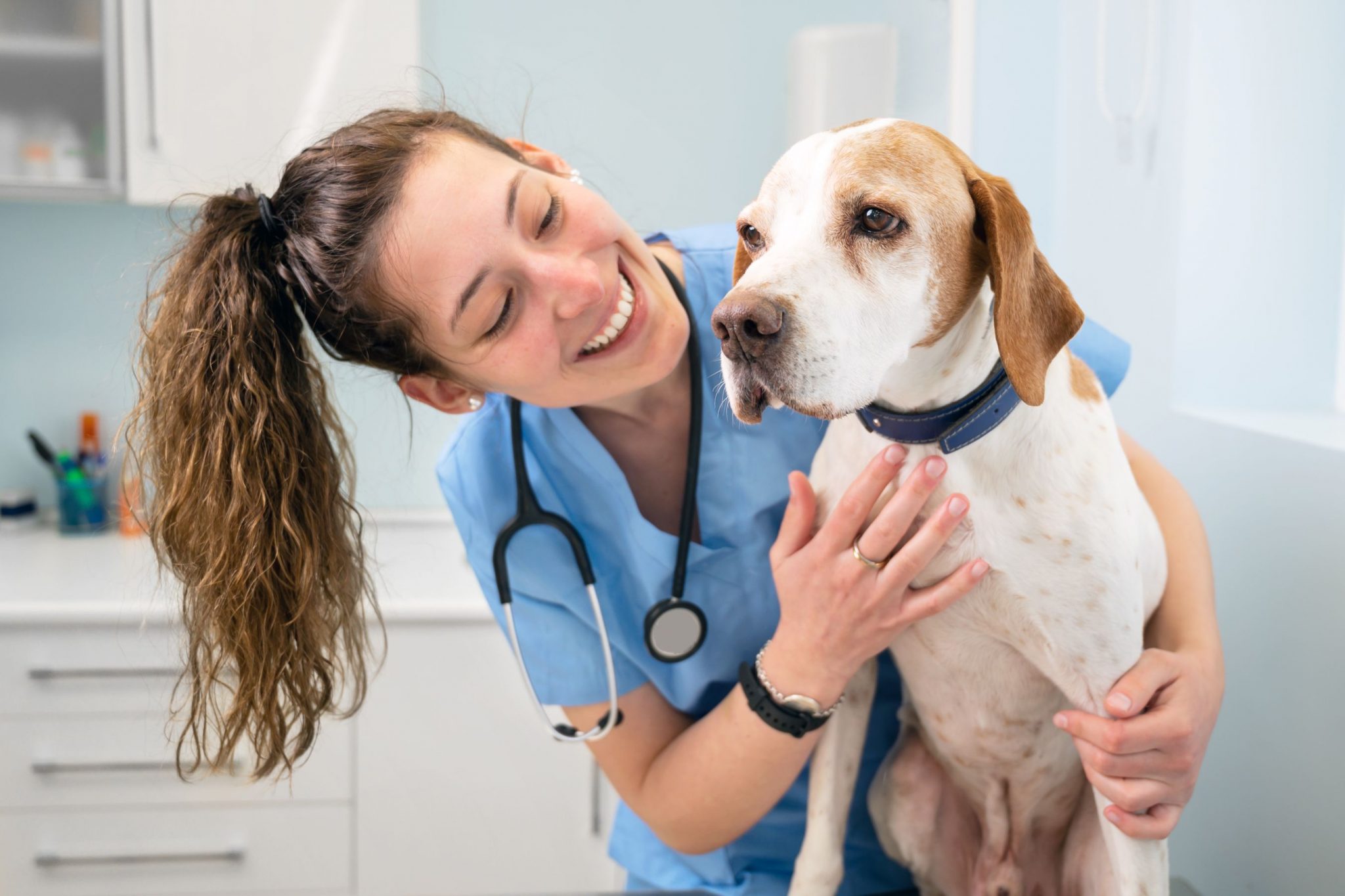 Why You Should Schedule Your Pet s Annual Exam For 2023 The Whole Pet 
